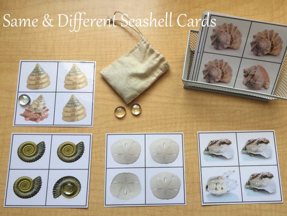 Same & Different Seashell Cards | Etsy