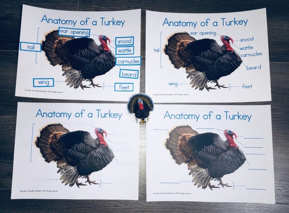 Anatomy of a Turkey in English | Etsy