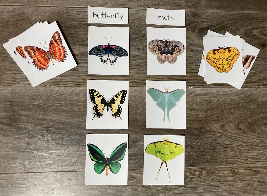 Butterfly & Moth Sorting Activity (english) With Posters - Etsy