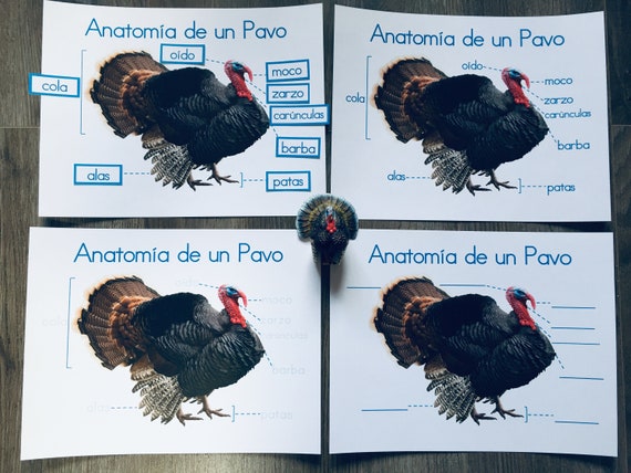Anatomy of a Turkey in Spanish | Etsy