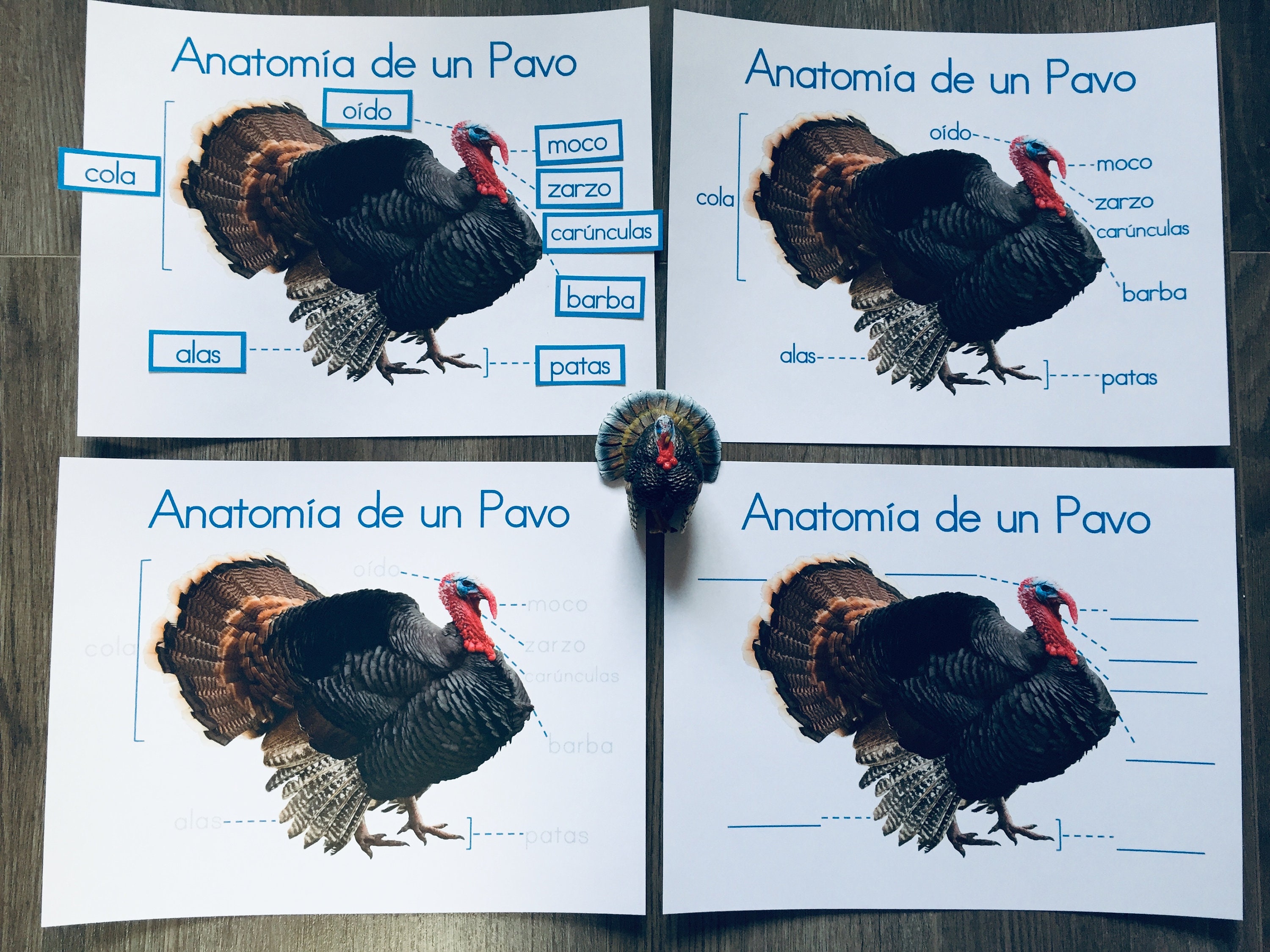 Anatomy of a Turkey in Spanish - Etsy