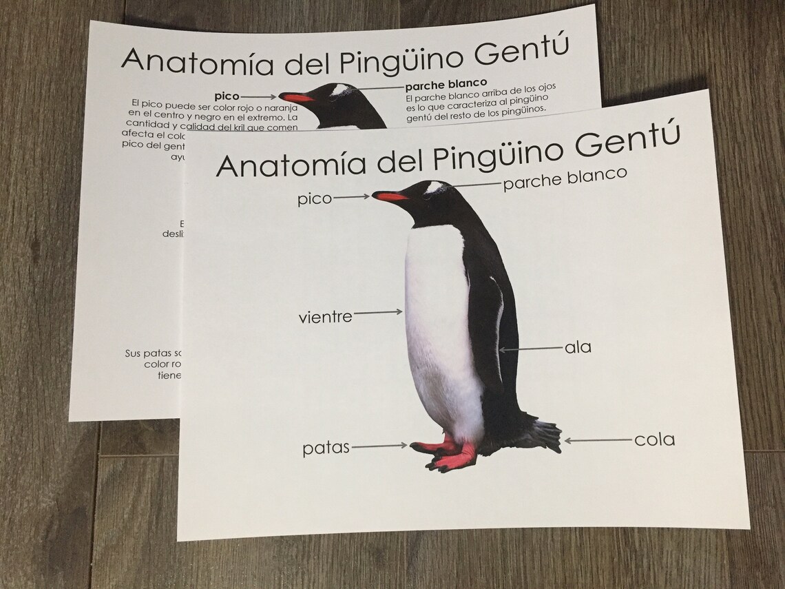 Gentoo Penguin Anatomy Poster Spanish | Etsy