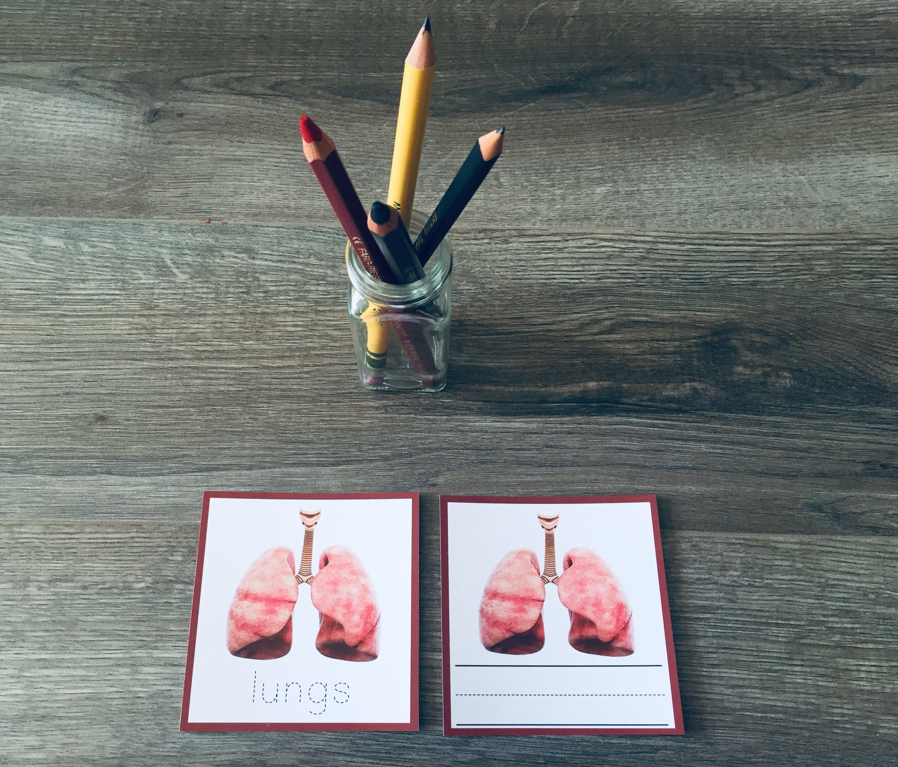 Human Organs 3-part Cards English - Etsy
