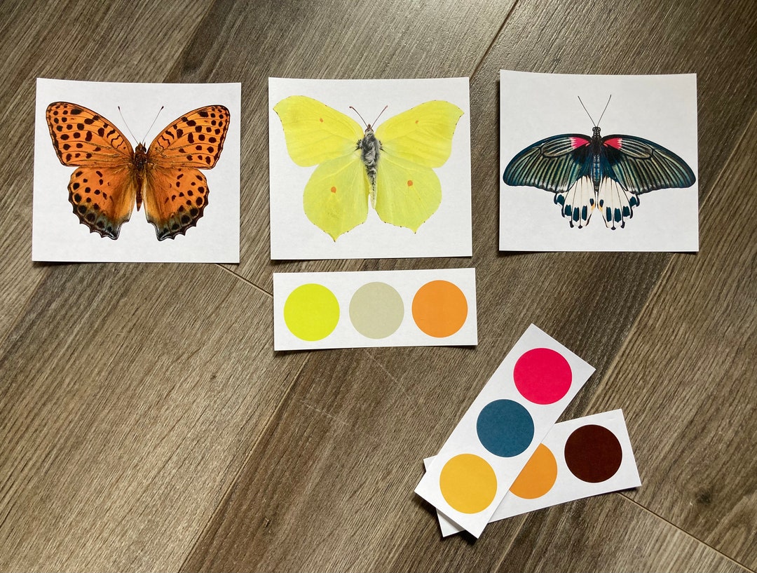 Butterfly Color Grading Matching Activity - Etsy