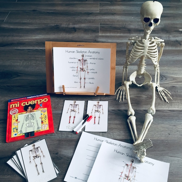 Human Anatomy Skeleton Poster - Etsy