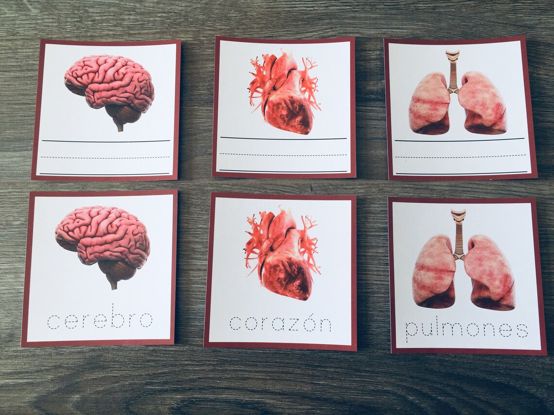 Human Organs 3-Part Cards Spanish | Etsy