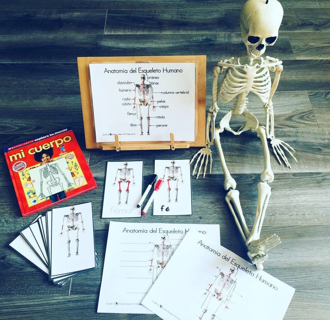 Human Skeleton Anatomy in Spanish - Etsy