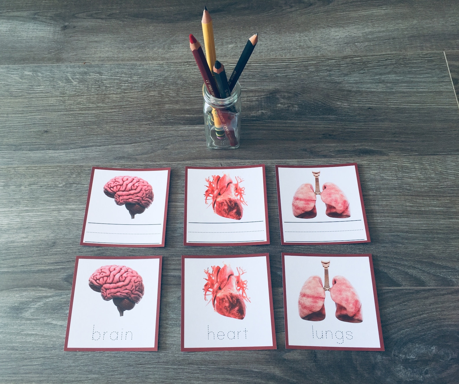 Human Organs 3-part Cards English - Etsy