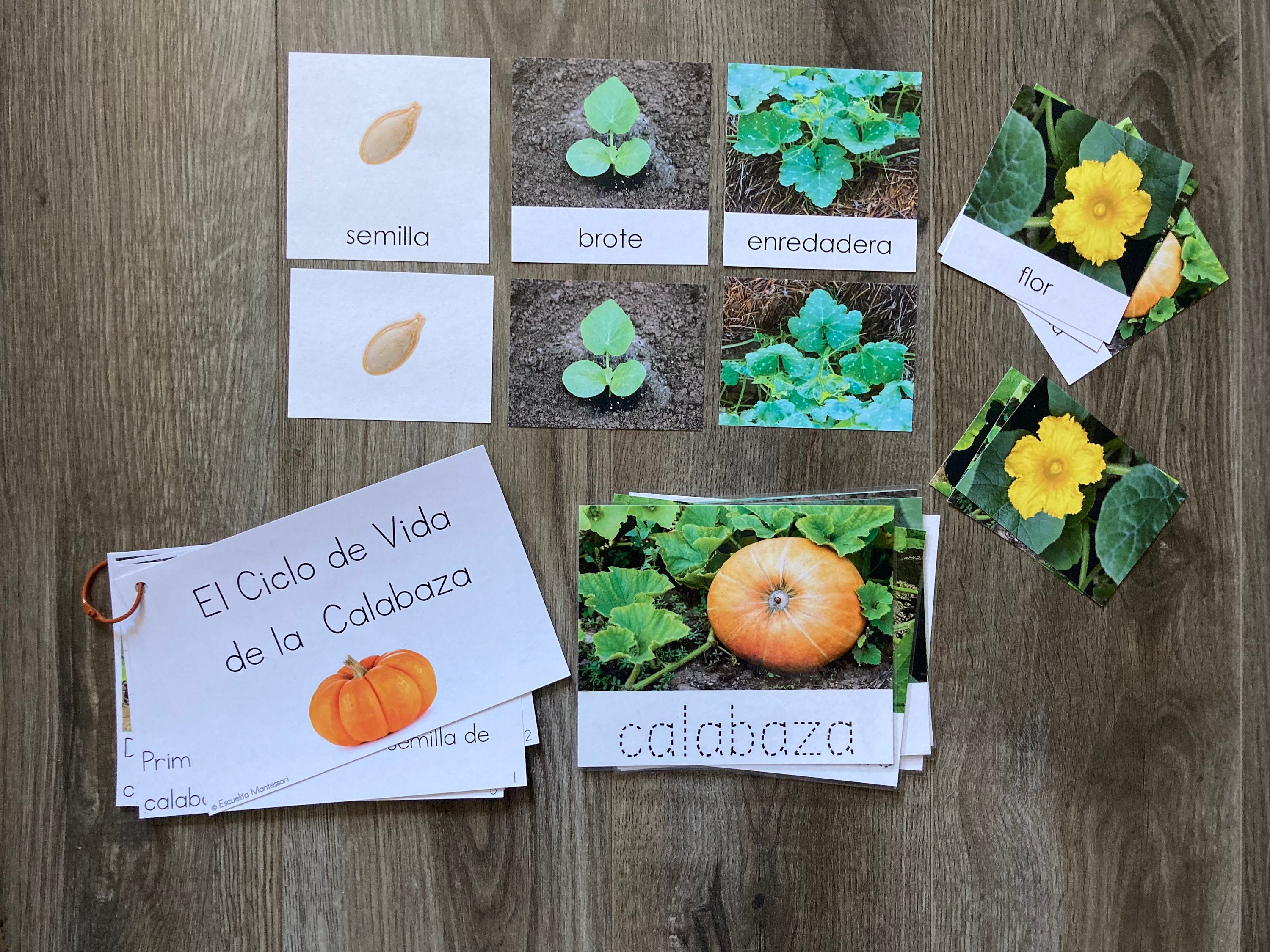 Pumpkin Life Cycle Pack in Spanish - Etsy