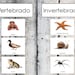 Vertebrados E Invertebrados/vertebrate and Invertebrate Spanish Cards ...