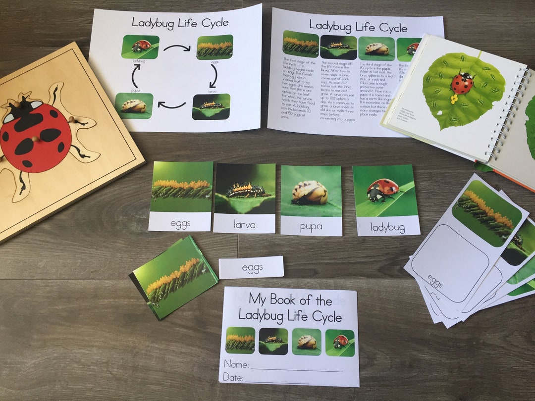 Ladybug Life Cycle in English - Etsy