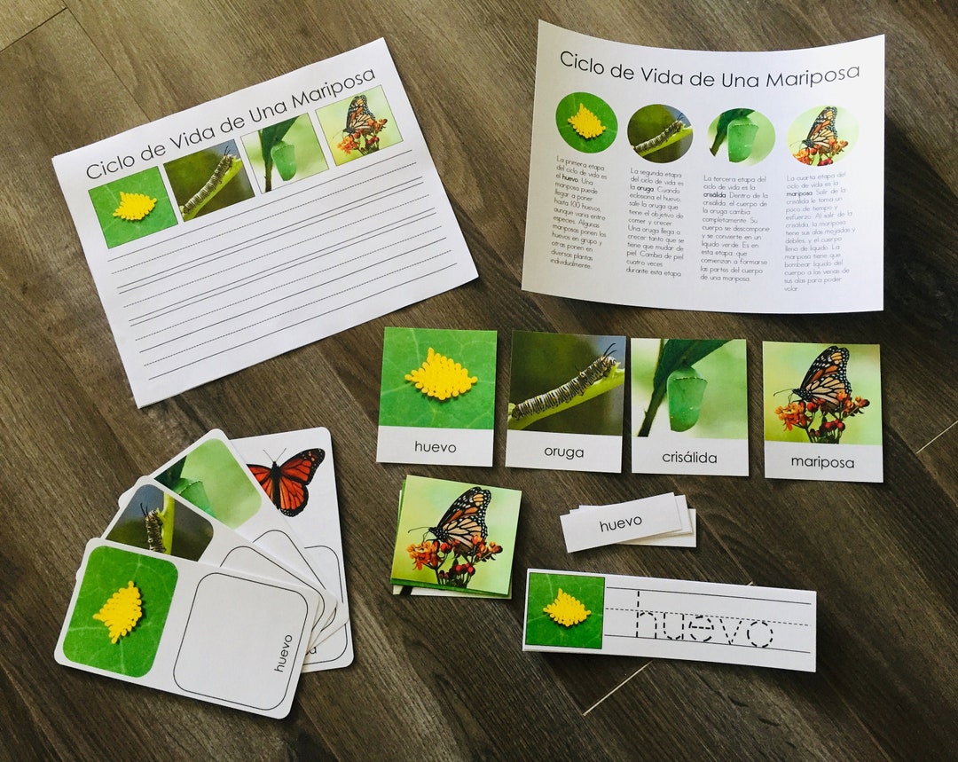 Butterfly Life Cycle in Spanish - Etsy