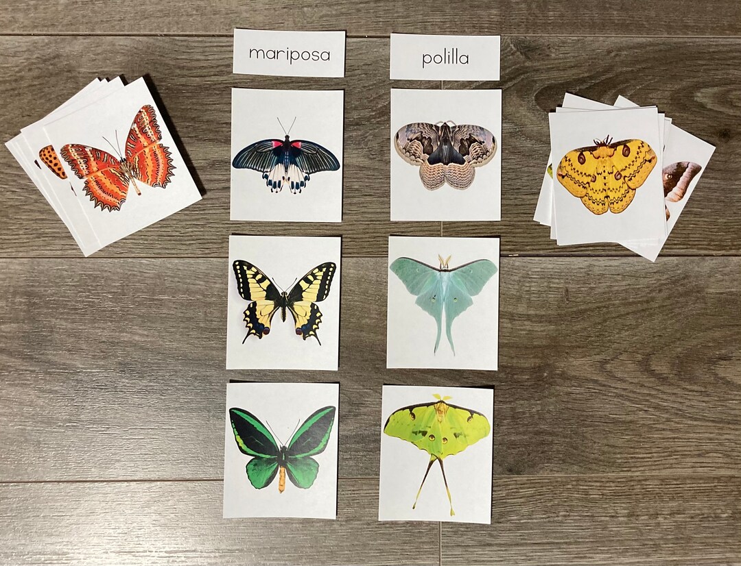 Butterfly & Moth Sorting Activity (spanish) - Etsy