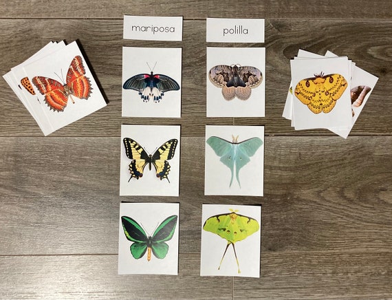 Butterfly & Moth Sorting Activity spanish | Etsy