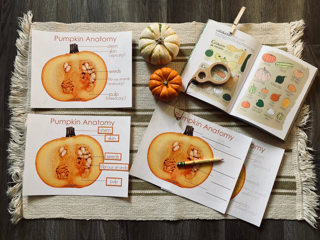 Pumpkin Anatomy Poster in English - Etsy
