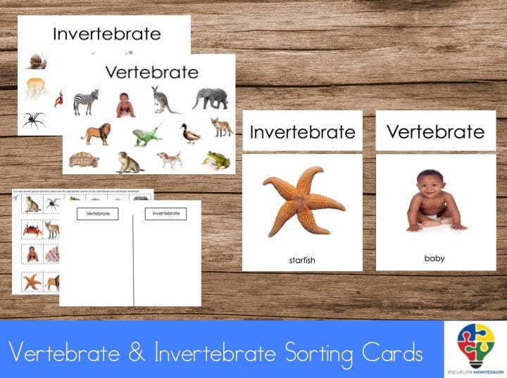 Vertebrate & Invertebrate Sorting Cards in English - Etsy