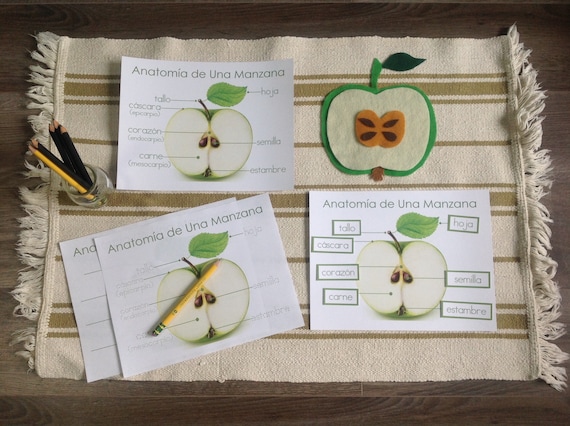 Anatomía De La Manzana La Manzana (Ciclo De Vida) : Royston, Angela: