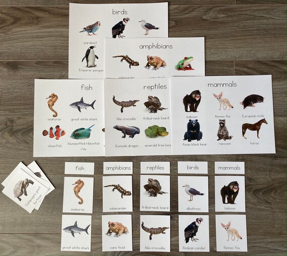 Classification of Vertebrates Cards english - Etsy