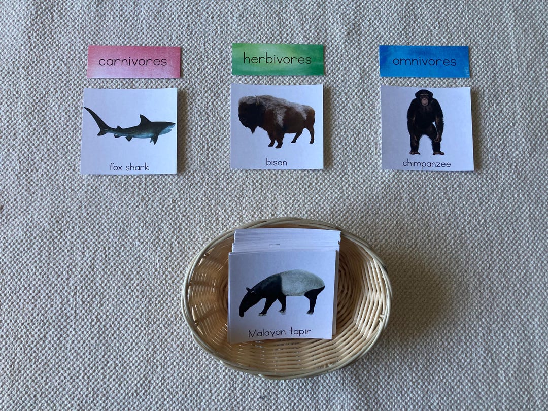 Carnivores, Herbivores, Omnivores Sorting Cards (english) - Etsy