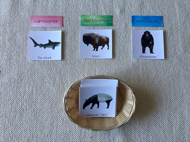 Carnivores, Herbivores, Omnivores Sorting Cards (english) - Etsy