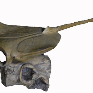 Hand Carved Stingray Manta Ray Table Top Carving Sculpture Ocean Sea ...