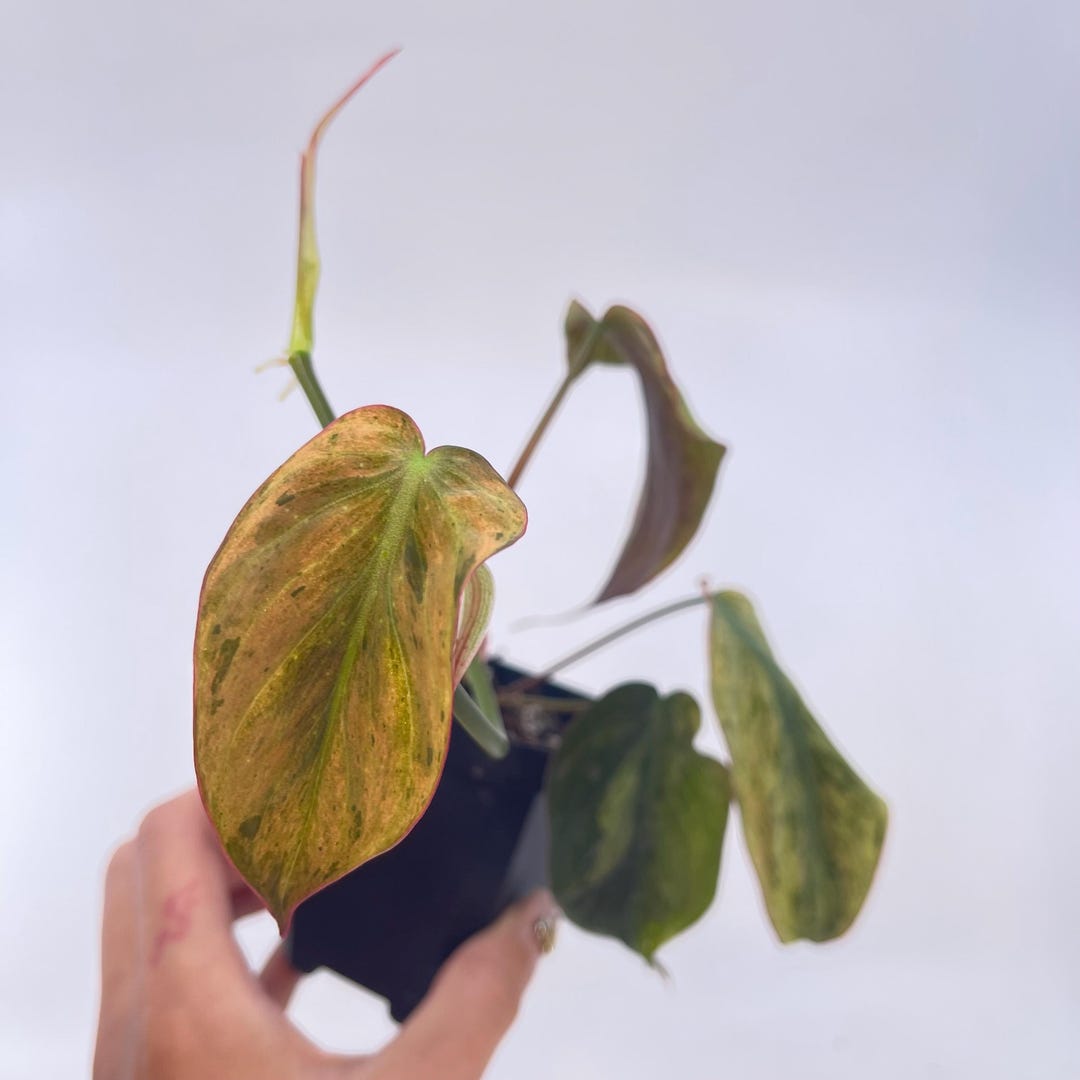 Variegated Philodendron Micans ‘mint’ (non-exact) - Etsy