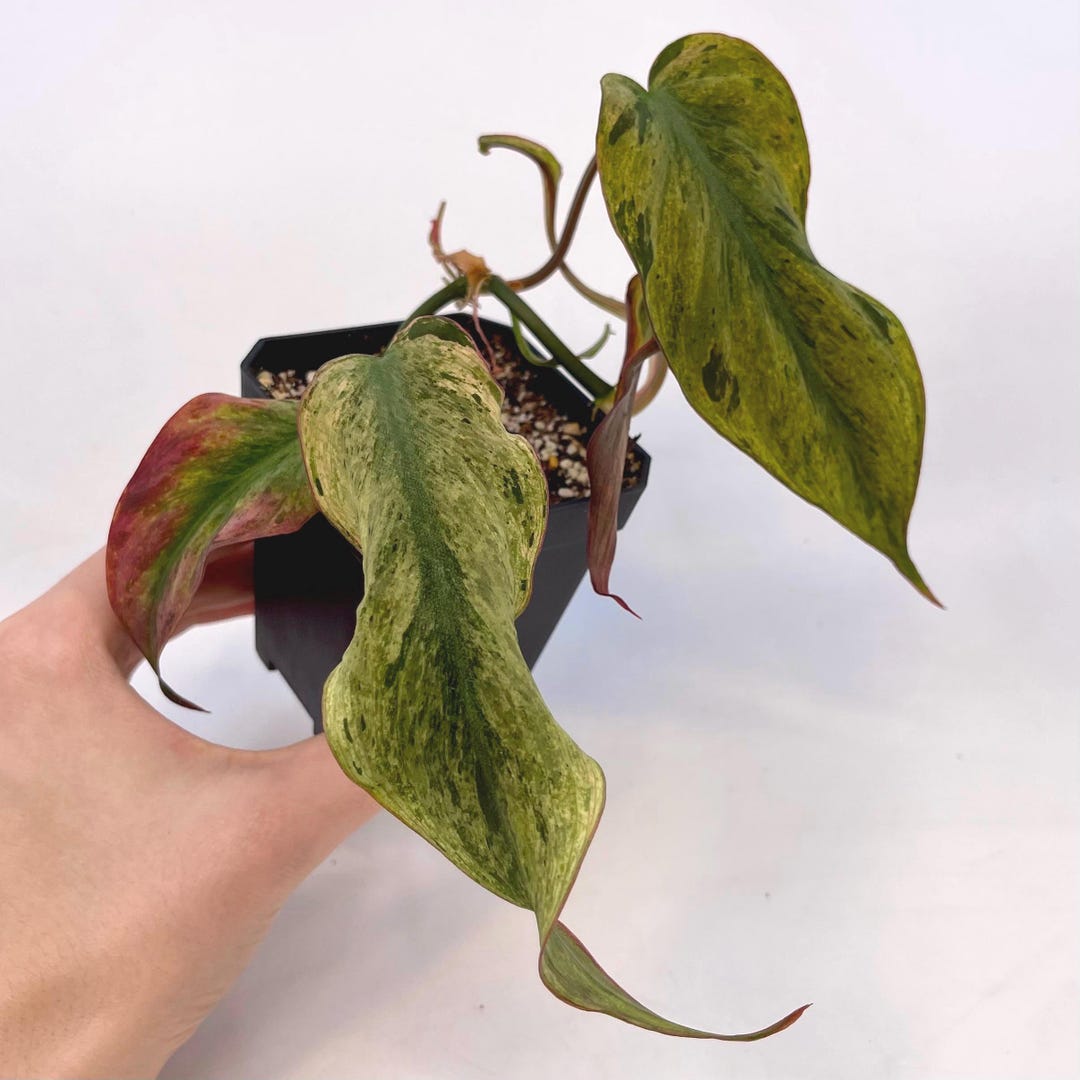 Variegated Philodendron Micans ‘mint’ - Etsy