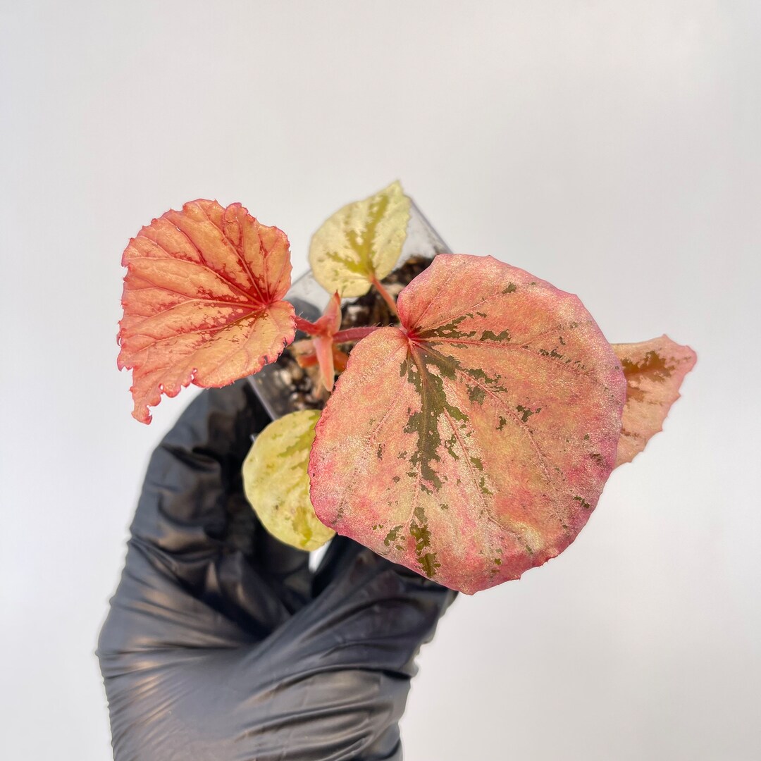 Begonia rose Gold aka Botanicaz 15 - Etsy