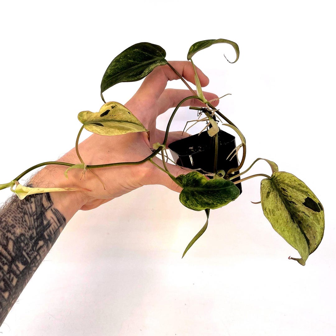 Variegated Philodendron Micans ‘mint’ (can Acclimate to House ...
