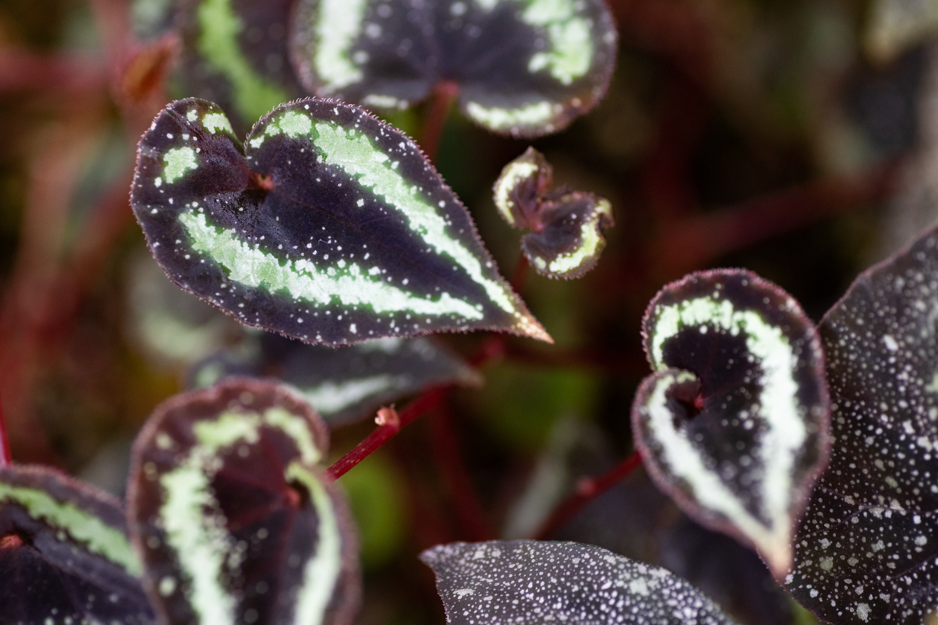 PROPAGATE TO ORDER Begonia Curtisii milky Way - Etsy