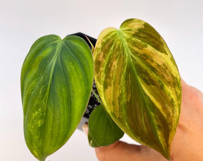 Variegated Philodendron Micans “aurea” - Etsy