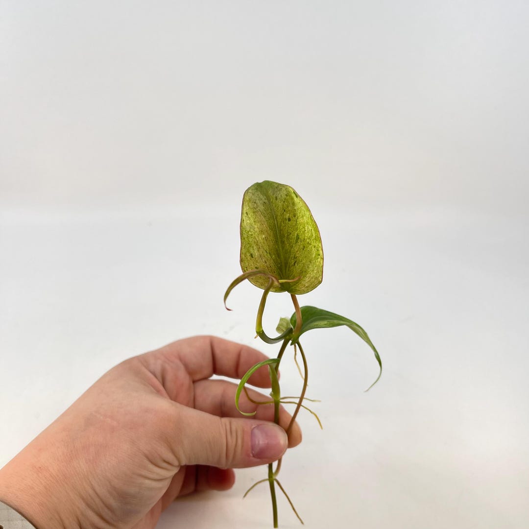 Variegated Philodendron Micans mint Cutting top Cut - Etsy