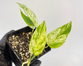 Variegated Cebu Blue Epipremnum Pinnatum Cebu Blue Ghost - Etsy