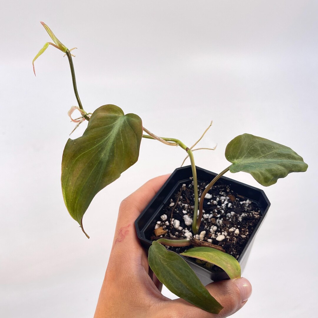 Reverted Variegated Philodendron Micans mint - Etsy