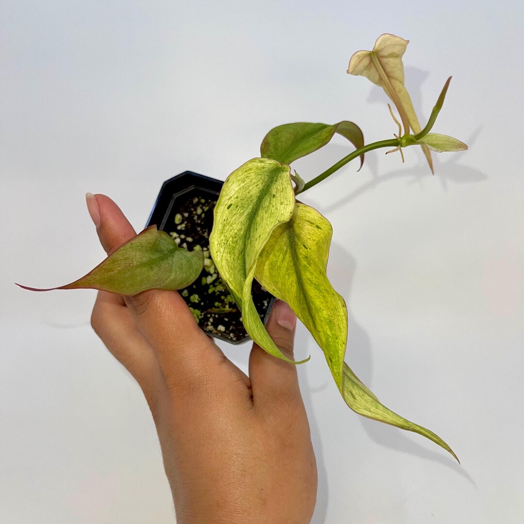 Variegated Philodendron Micans Mint - Etsy
