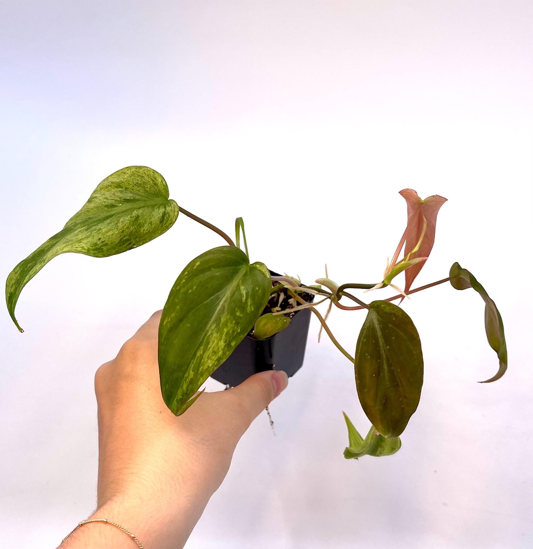 Variegated Philodendron Micans ‘mint’ - Etsy