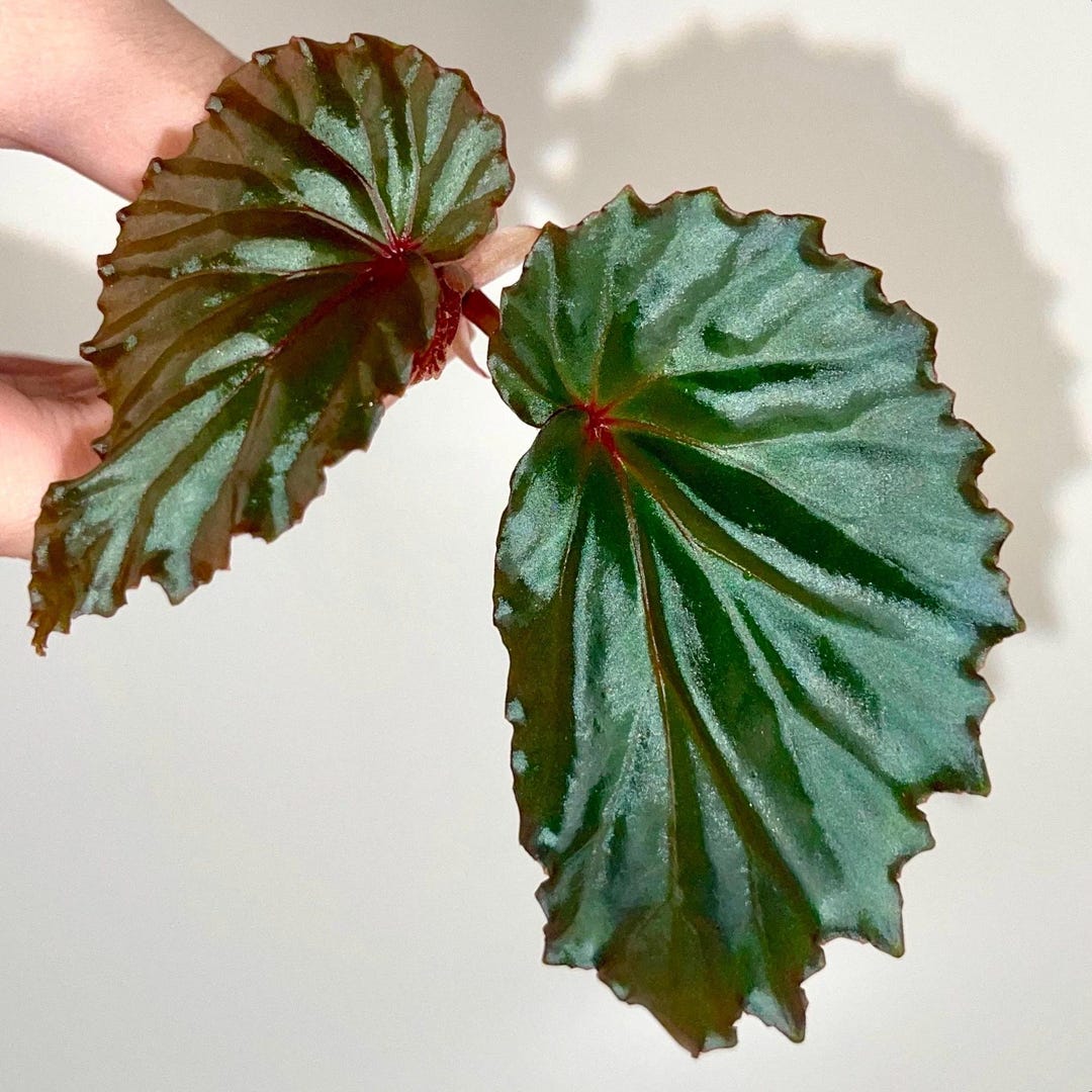 TOP CUTTING Begonia Botanicaz 151 (can Acclimate to House Conditions) - Etsy