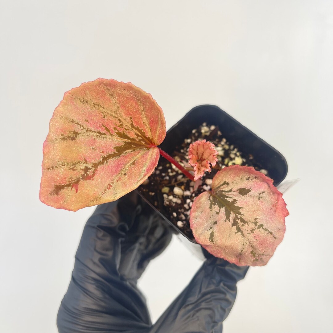 Begonia rose Gold aka Botanicaz 15 - Etsy