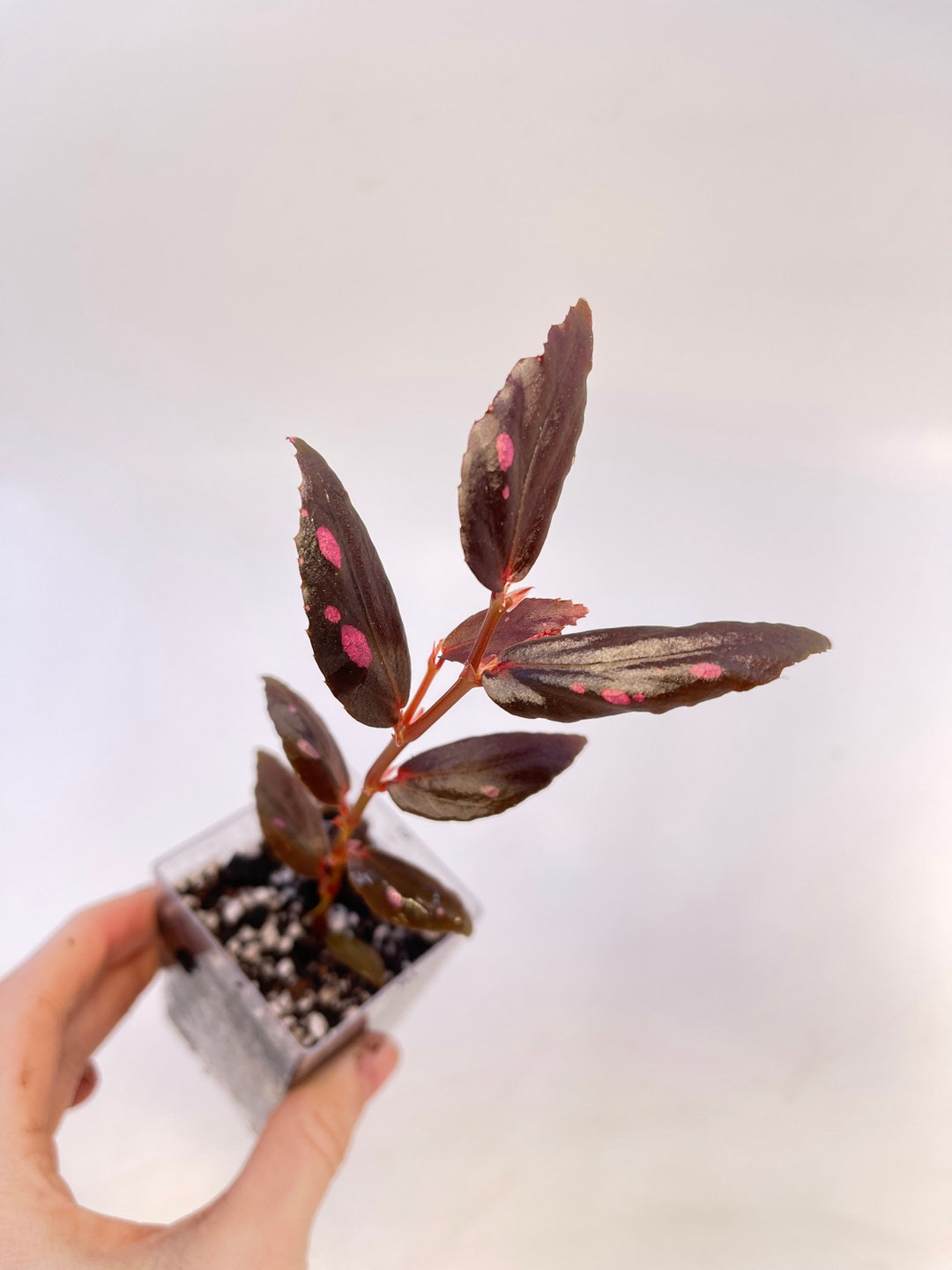 PROPAGATE TO ORDER Begonia Julau (type 2) - Etsy