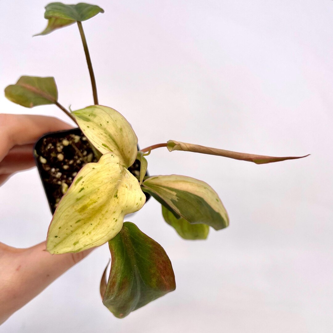 Variegated Philodendron Micans ‘mint’ - Etsy
