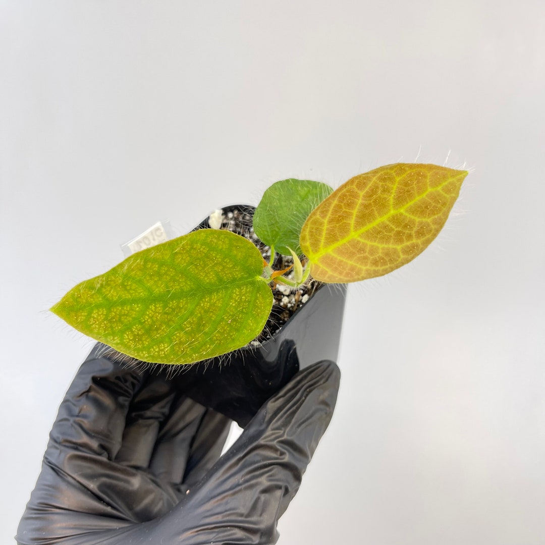 Ficus Villosa - Etsy