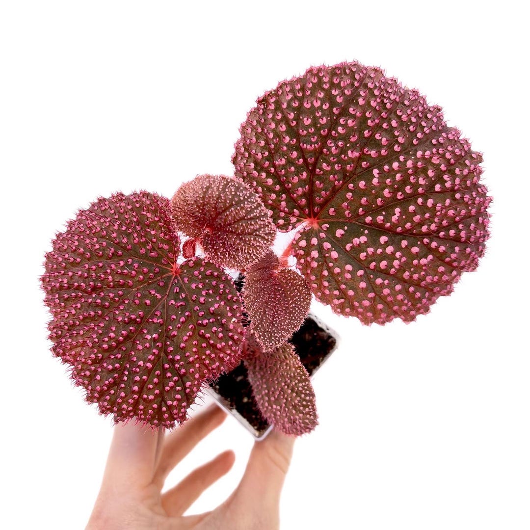 Pre-order DEPOSIT Begonia Botanicaz 7 ‘pink Urchin’ (deposit Only) - Etsy