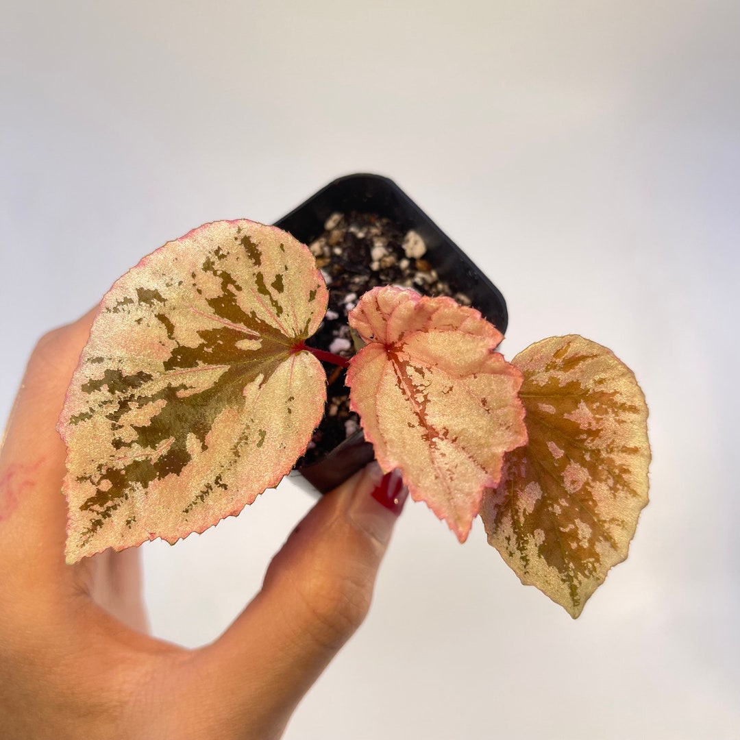 NON EXACT Begonia rose Gold aka Botanicaz 15 - Etsy