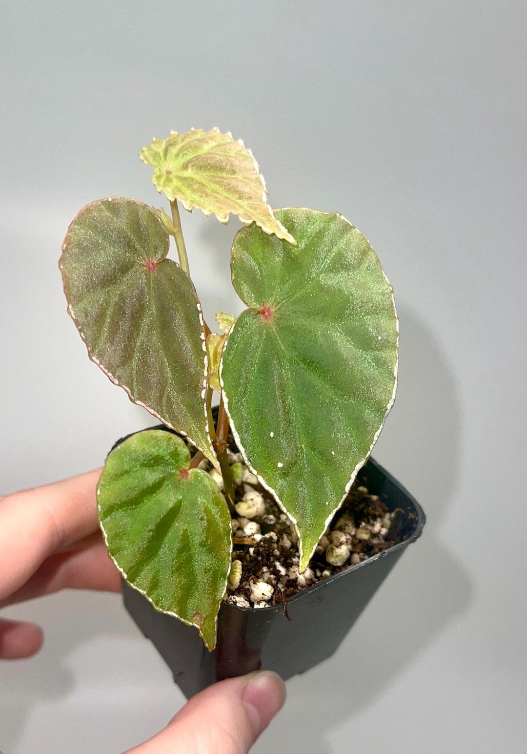 Botanicaz Begonia - Etsy