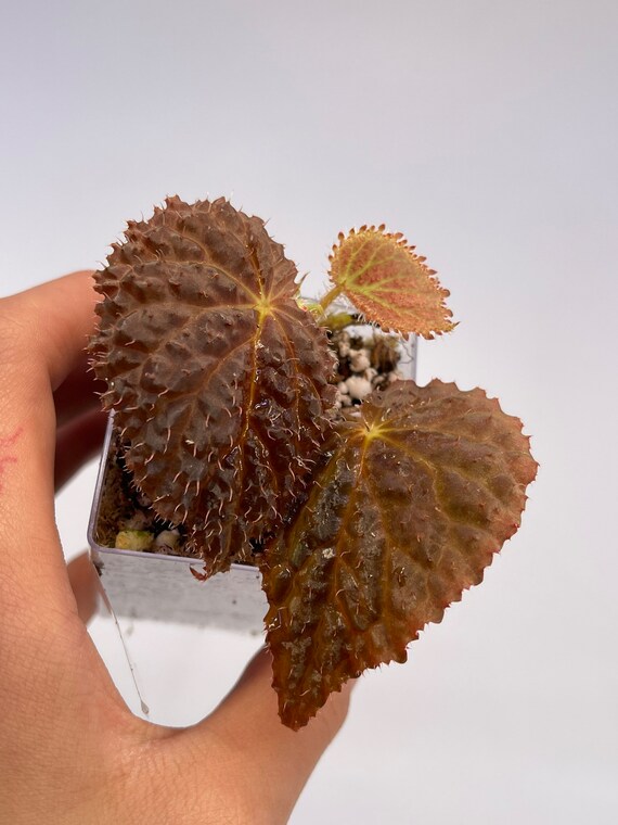 Begonia ruby Dragon - Etsy