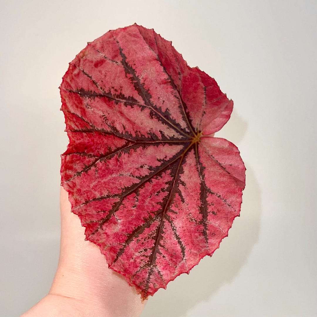 LEAF CUTTING Begonia Botanicaz 15 ‘rose Gold’ - Etsy