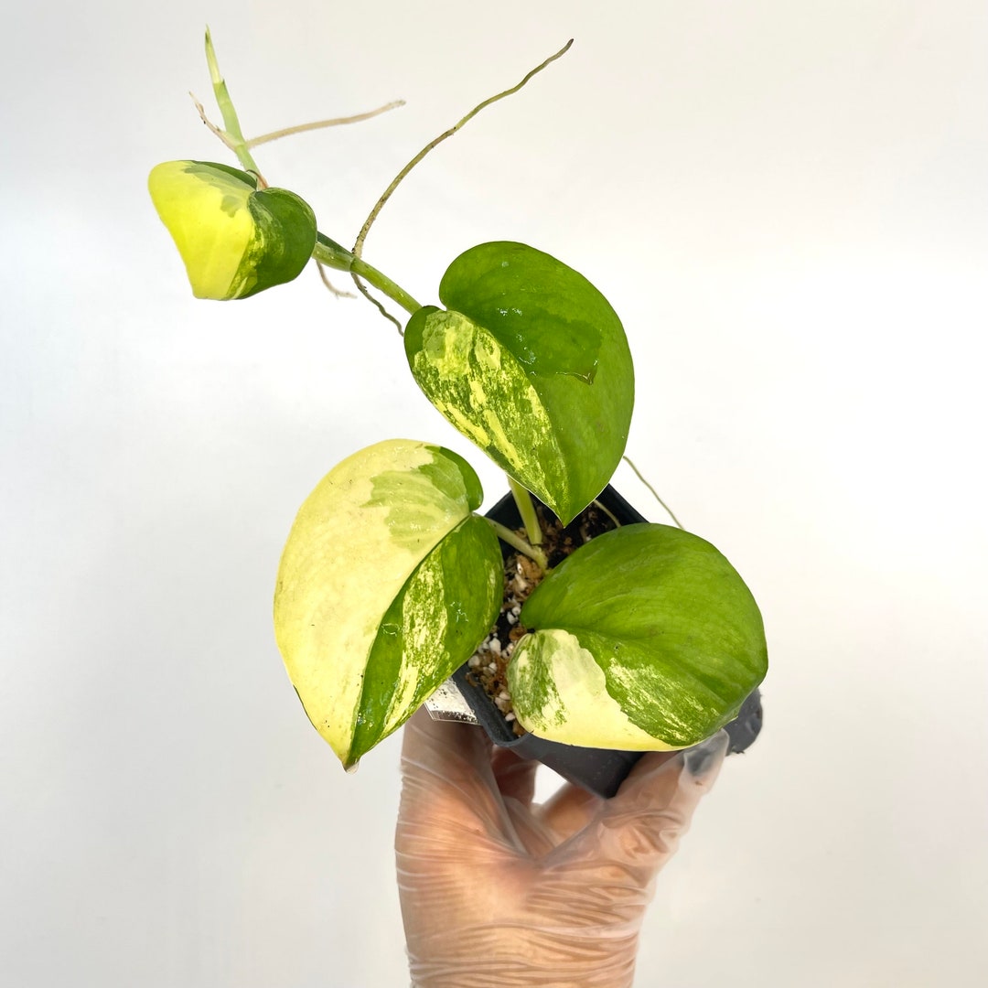 Variegated Jade Scindapsus - Etsy