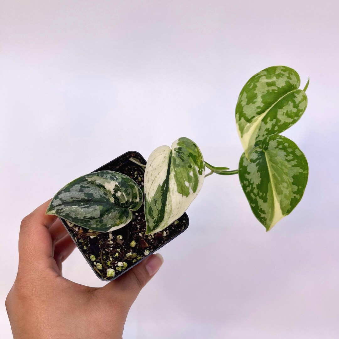 Variegated Scindapsus Mayari - Etsy