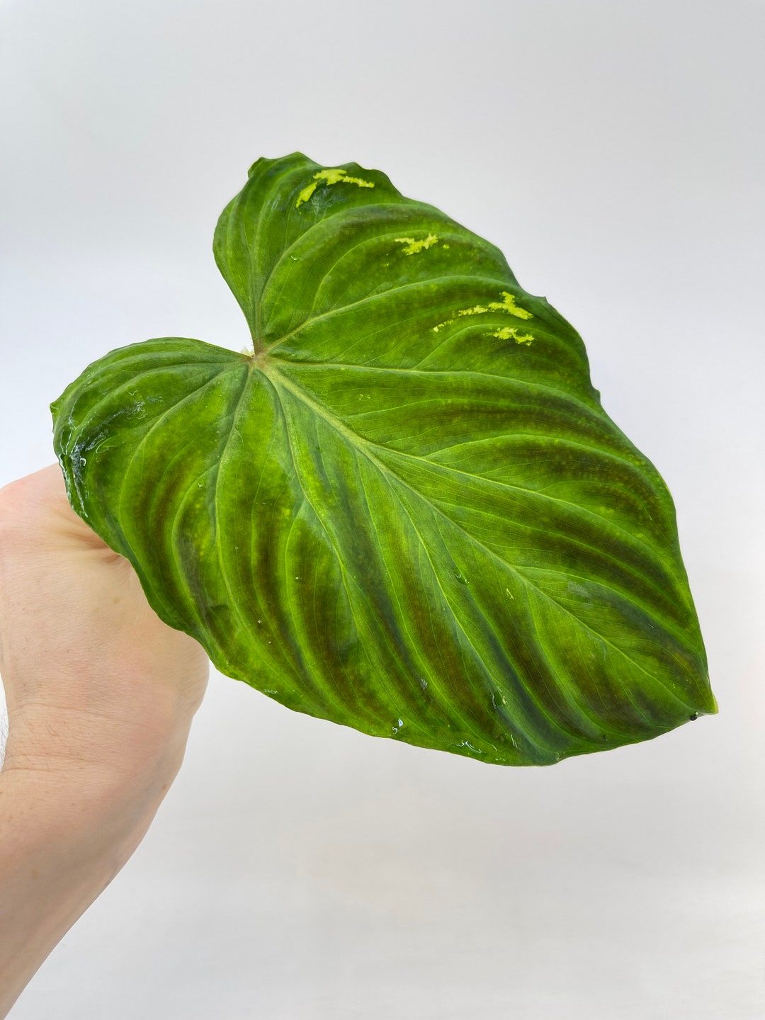 MID CUTTING Philodendron Verrucosum (one Node Cutting) (can Acclimate ...