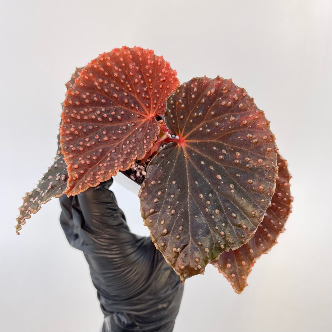 Begonia magiya - Etsy